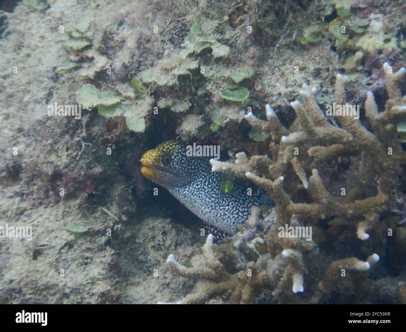 Stout Moray (Gymnothorax eurostus) Actinopterygii Stock Photo - Alamy