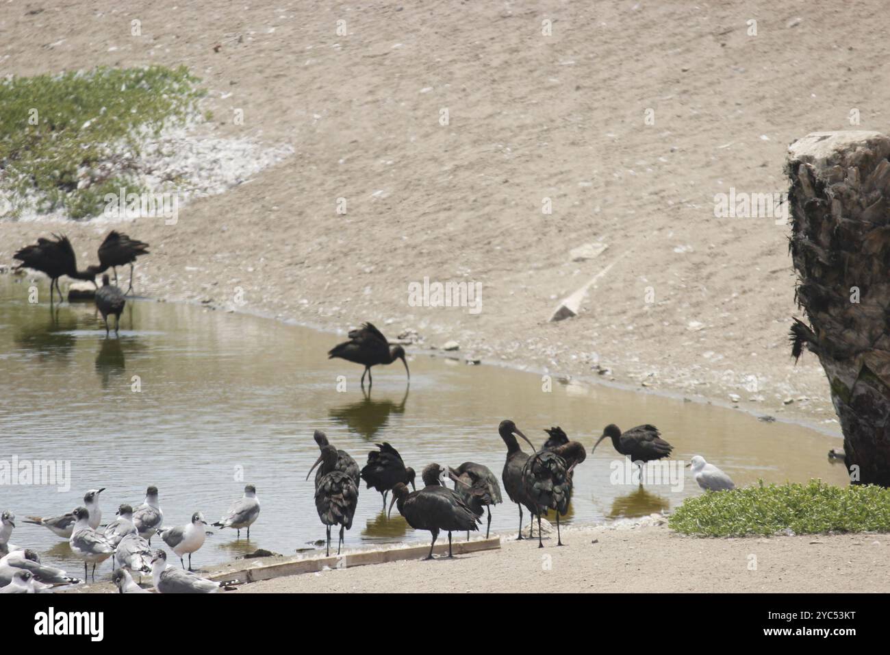Puna Ibis (Plegadis ridgwayi) Aves Stock Photo - Alamy