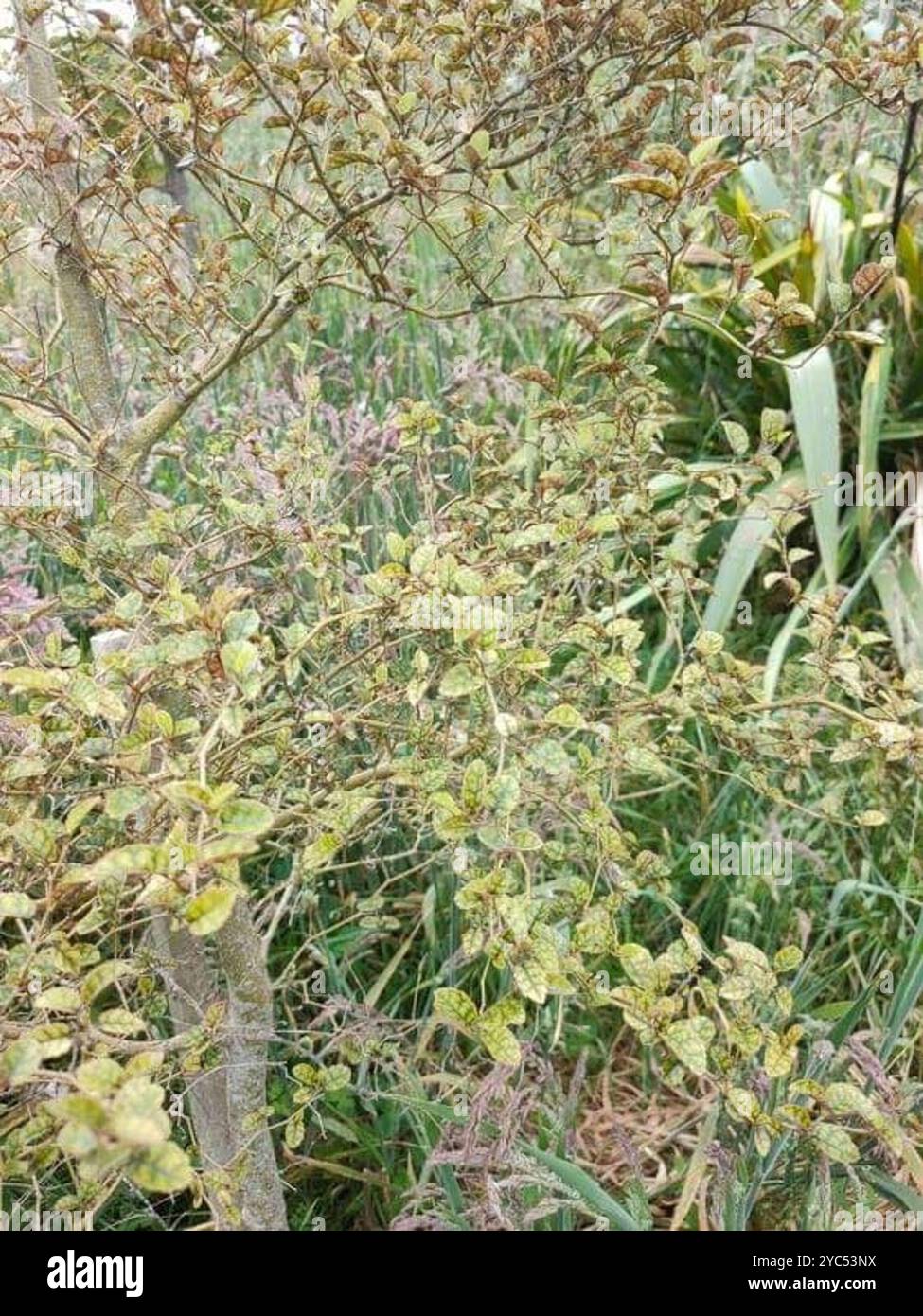 Marble leaf (Carpodetus serratus) Plantae Stock Photo - Alamy