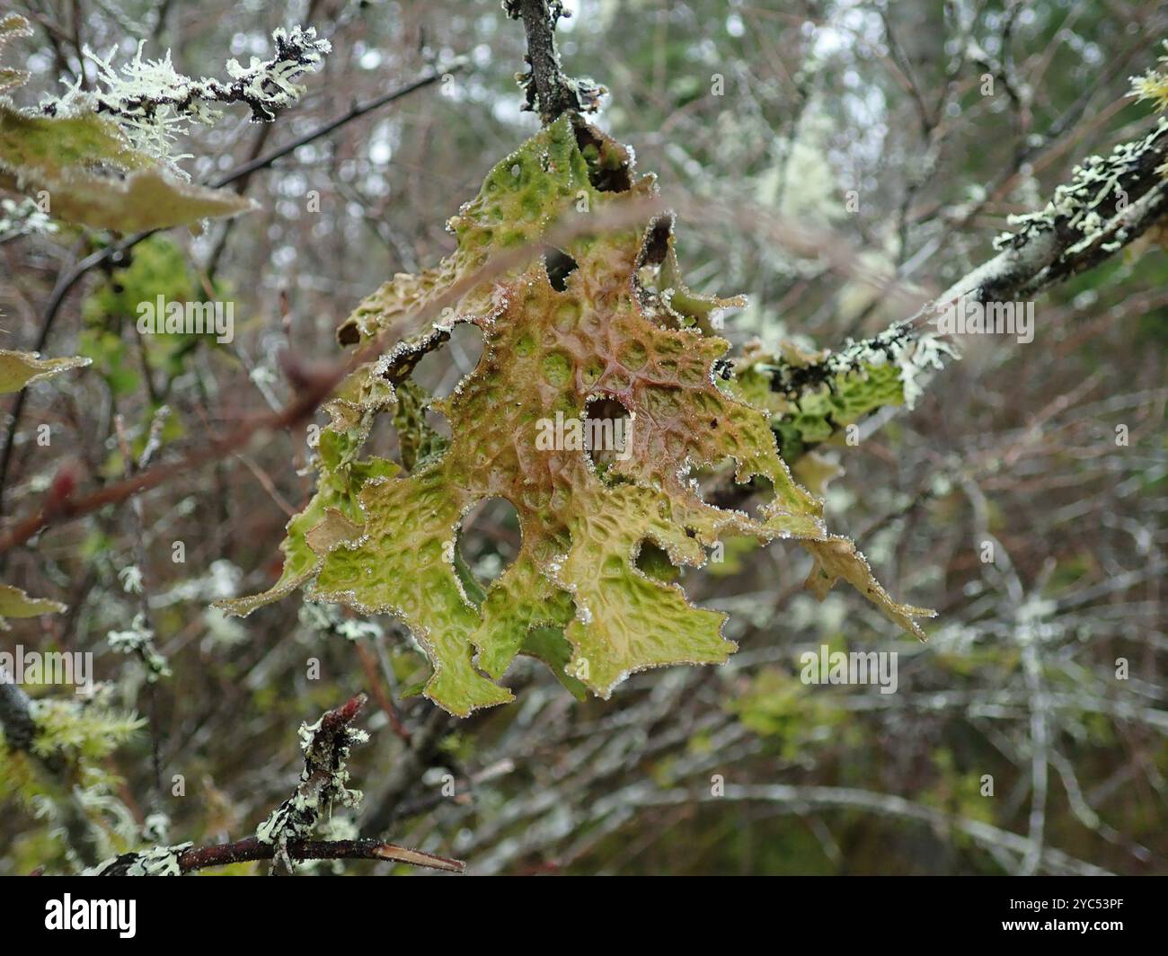 Tree Lungwort (Lobaria pulmonaria) Fungi Stock Photo - Alamy