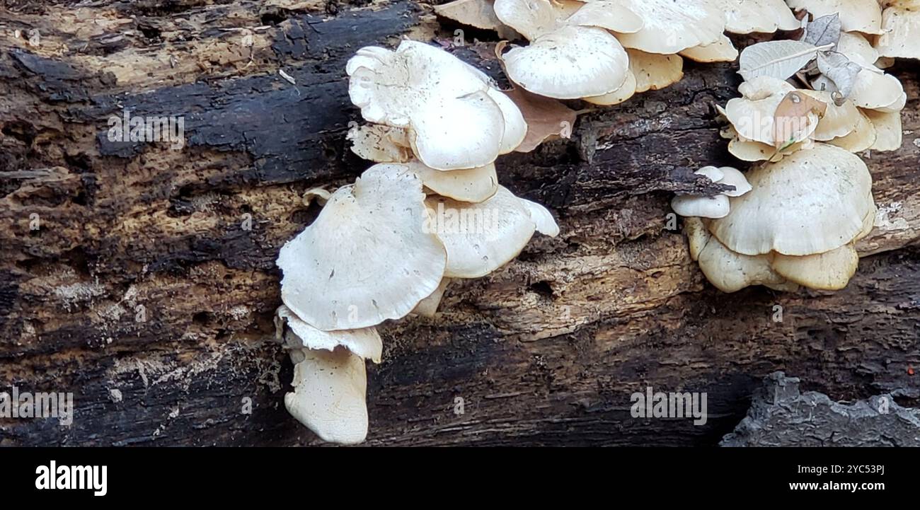 Basidiomycete Fungi (Basidiomycota) Fungi Stock Photo - Alamy