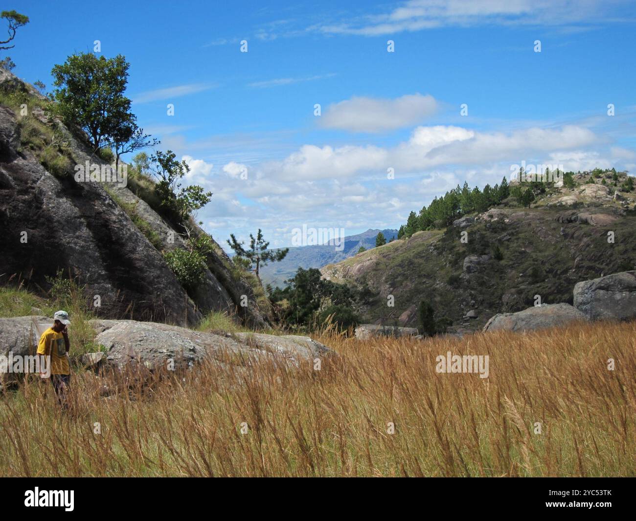 Common Russet Grass (Loudetia simplex) Plantae Stock Photo - Alamy