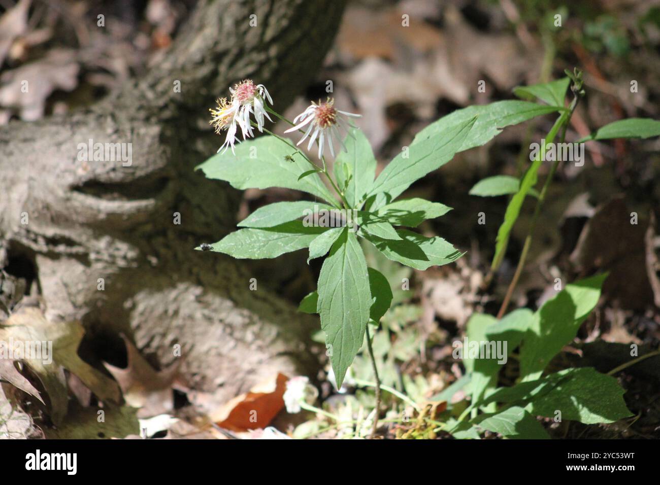 whorled wood aster (Oclemena acuminata) Plantae Stock Photo - Alamy
