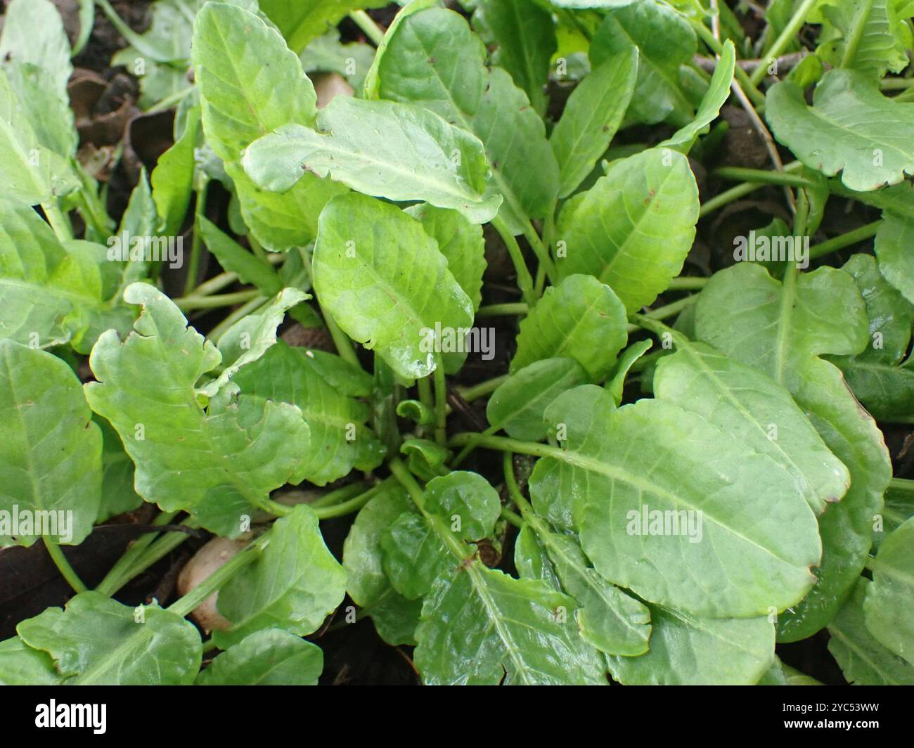 fiddle dock (Rumex pulcher) Plantae Stock Photo - Alamy