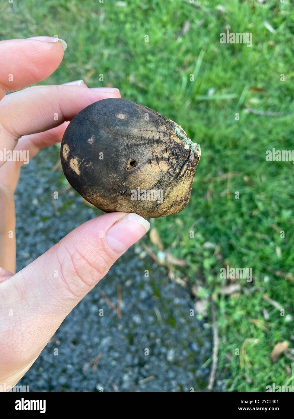 California Gall Wasp (Andricus quercuscalifornicus) Insecta Stock Photo ...