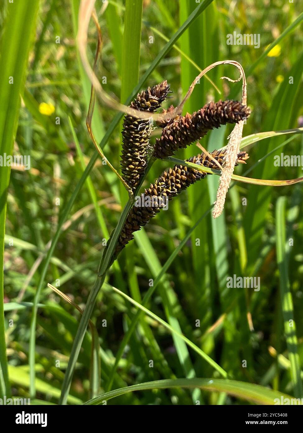 smooth black sedge (Carex nigra) Plantae Stock Photo - Alamy