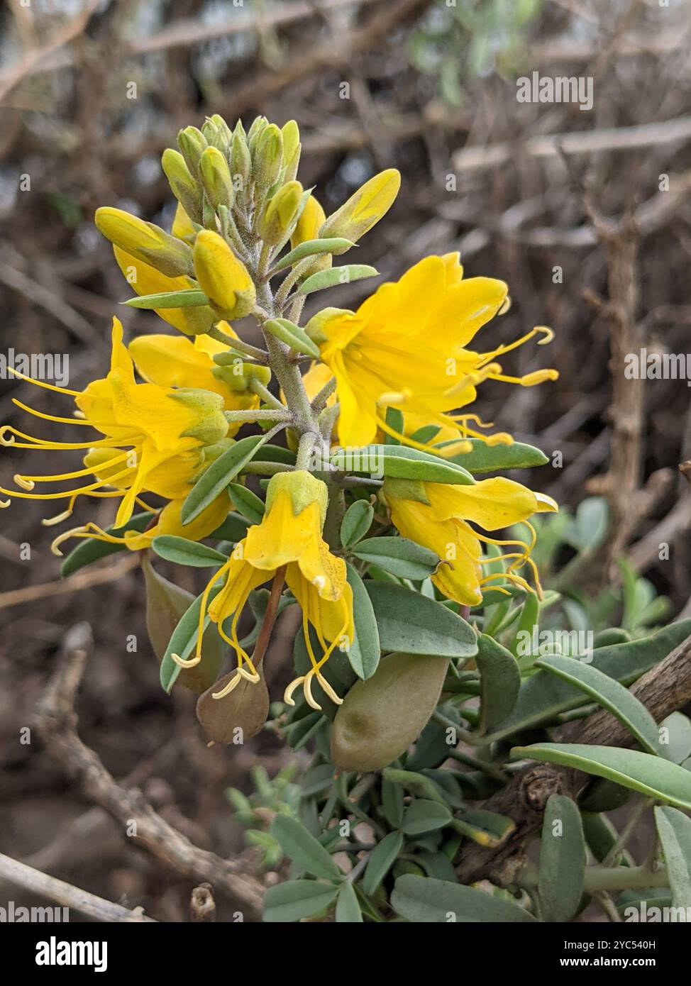 Bladderpod (Cleomella arborea) Plantae Stock Photo - Alamy