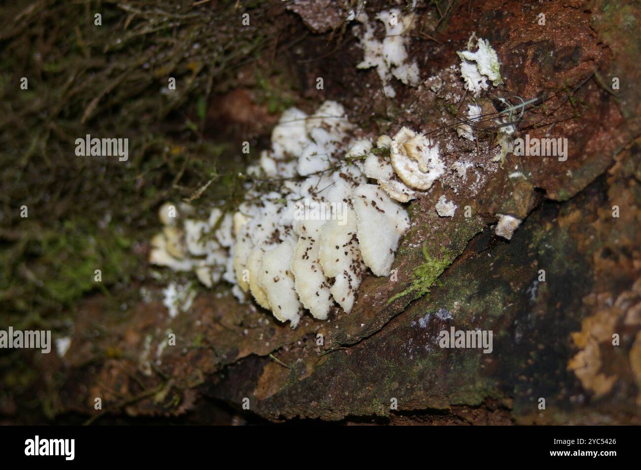 Basidiomycete Fungi (Basidiomycota) Fungi Stock Photo - Alamy