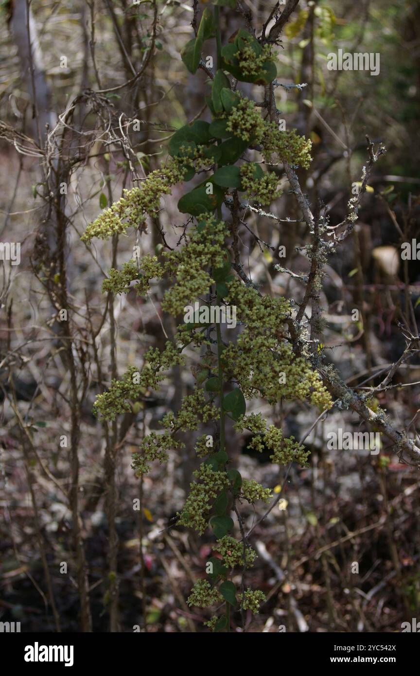 salt bush (Cryptocarpus pyriformis) Plantae Stock Photo - Alamy