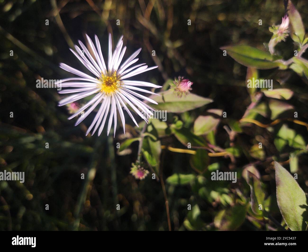 Climbing Aster (Ampelaster carolinianus) Plantae Stock Photo - Alamy