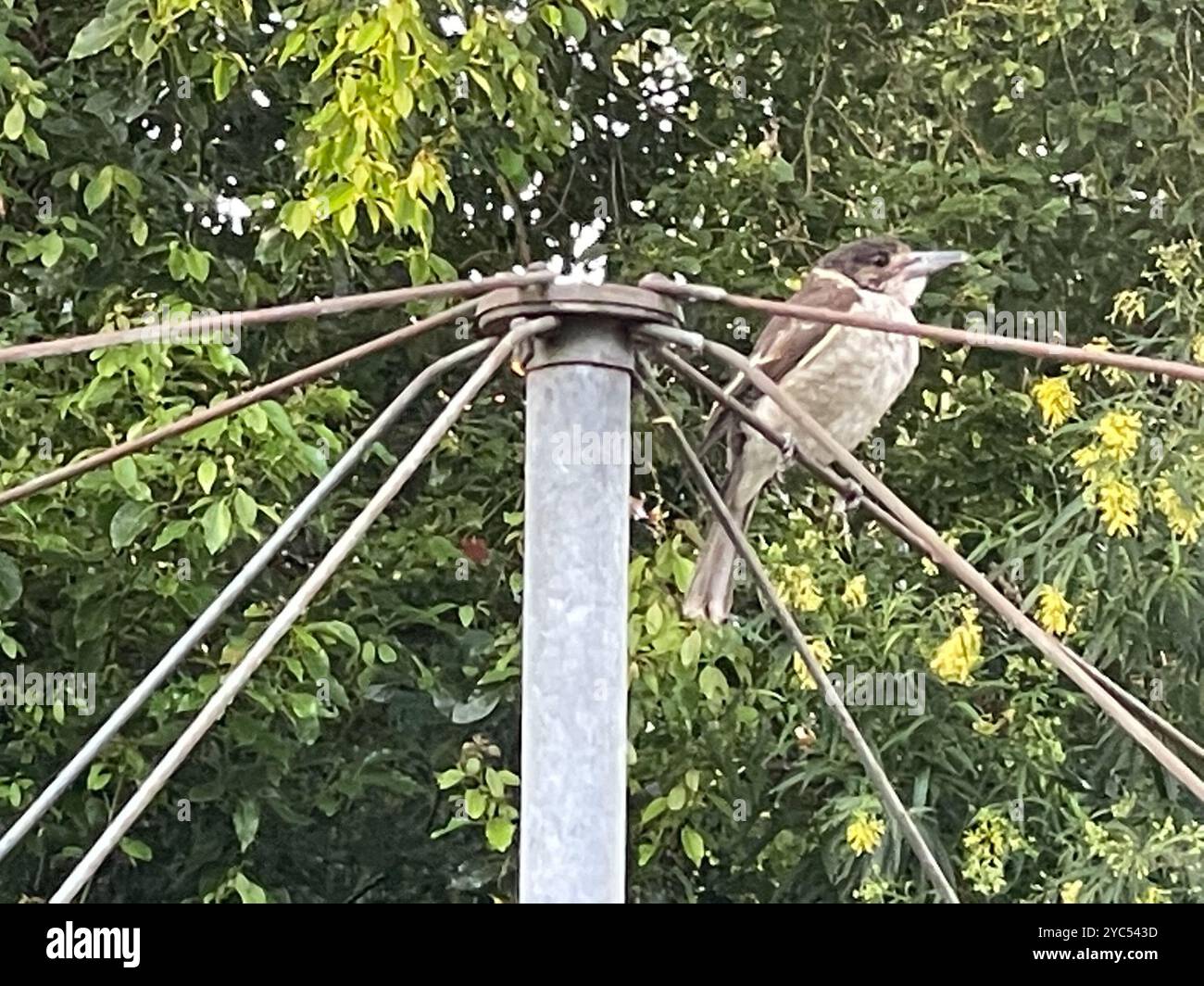 Grey Butcherbird (Cracticus torquatus) Aves Stock Photo - Alamy