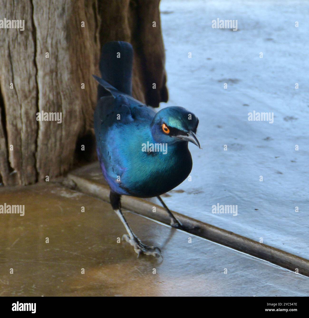 Cape Starling (Lamprotornis nitens) Aves Stock Photo - Alamy