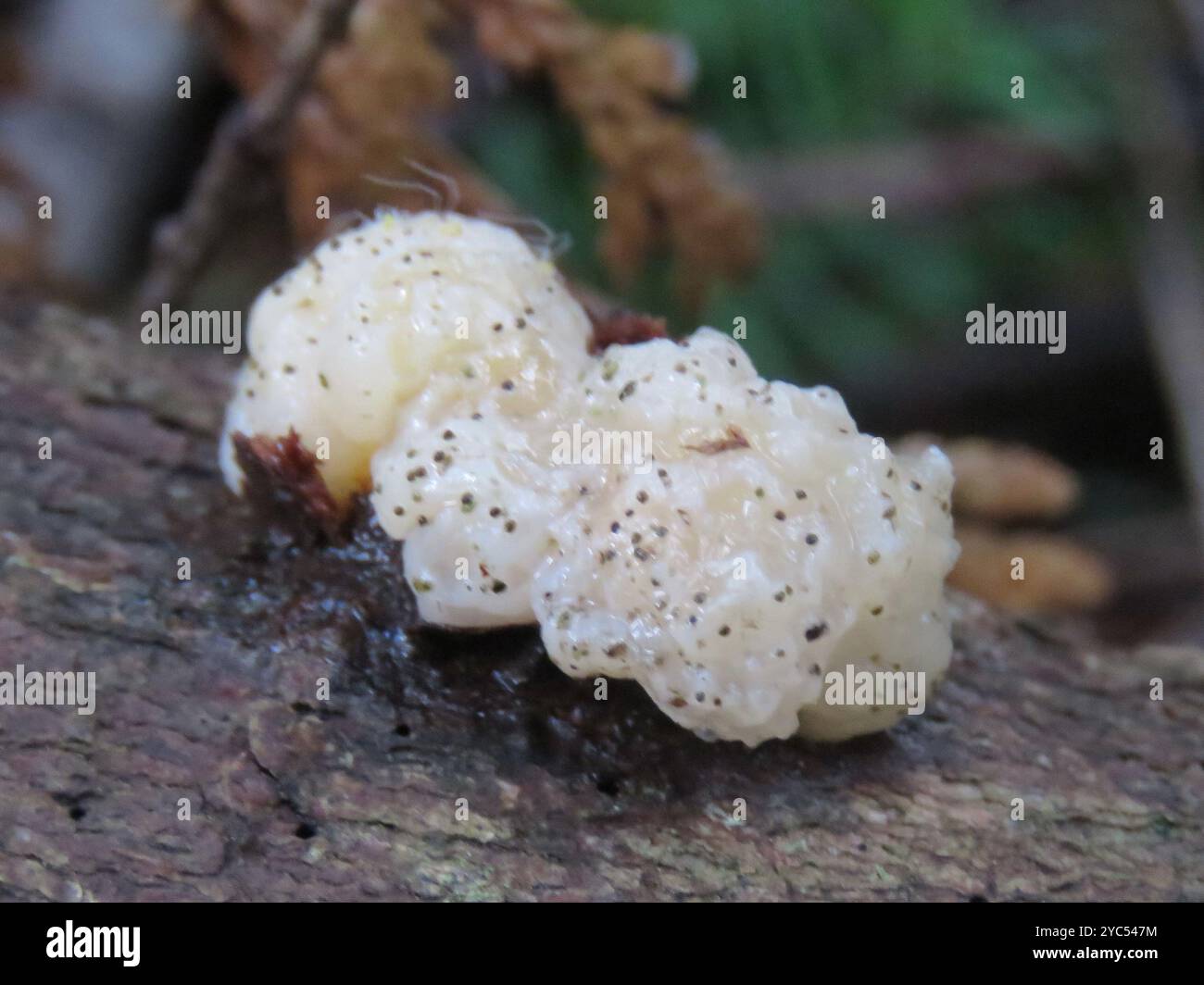 Crystal Brain Fungus (Myxarium nucleatum) Fungi Stock Photo - Alamy