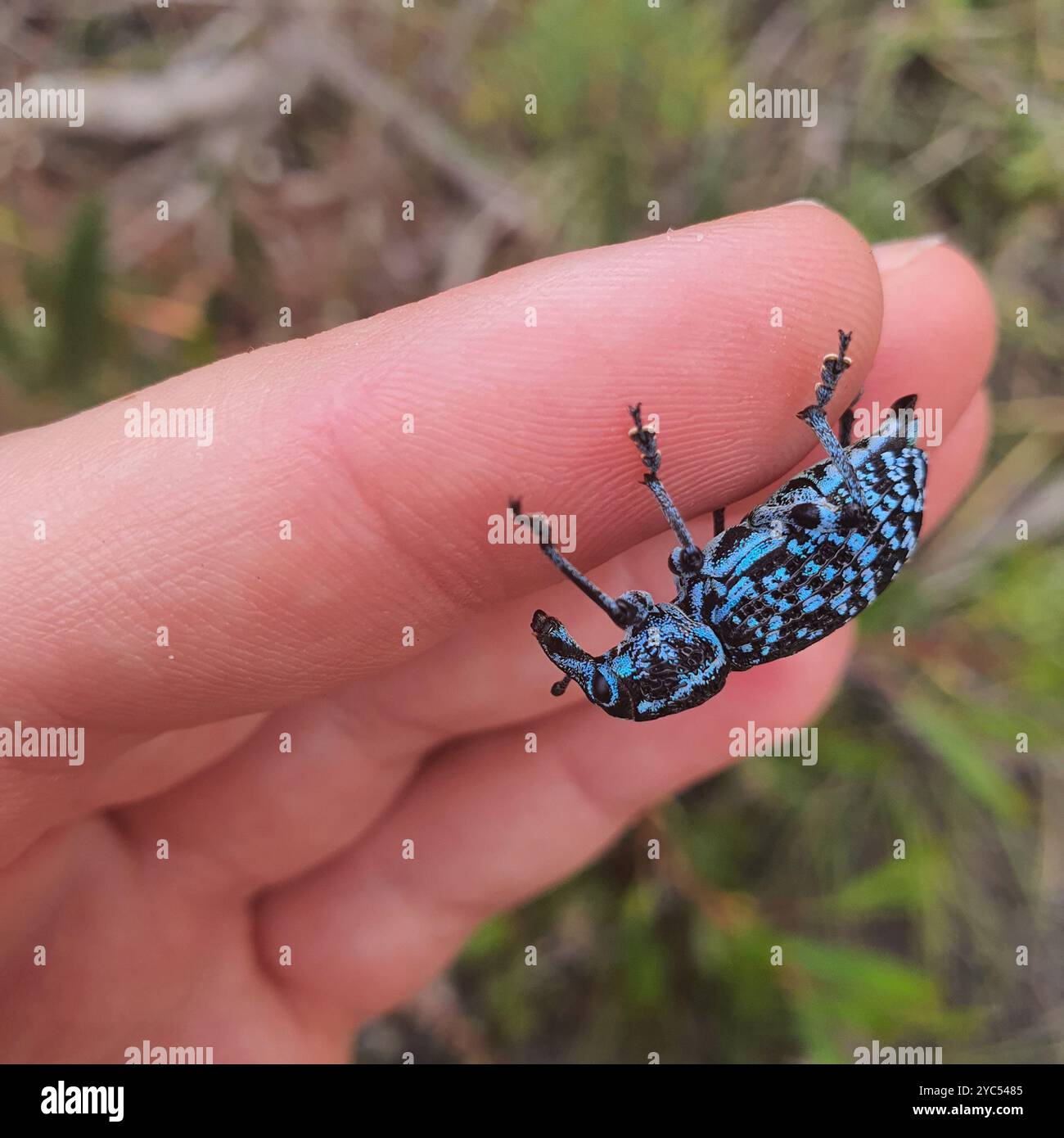 Chrysolopus spectabilis hi-res stock photography and images - Alamy