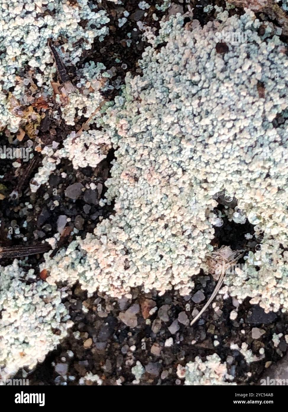 Fluffy Dust Lichen (Lepraria finkii) Fungi Stock Photo - Alamy