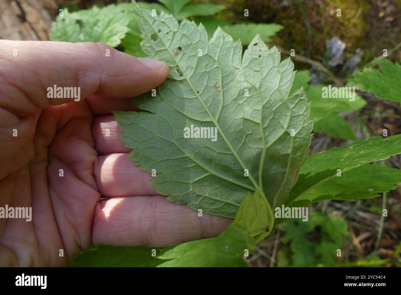 red baneberry (Actaea rubra) Plantae Stock Photo - Alamy