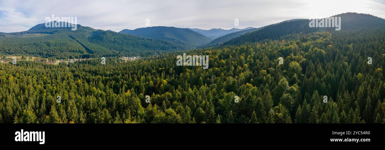 Aerial view of green pine forest with dark spruce trees covering ...