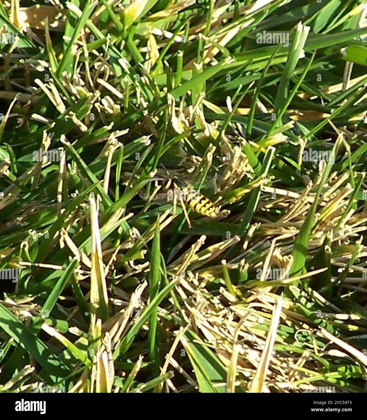 Western Yellowjacket (Vespula pensylvanica) Insecta Stock Photo - Alamy