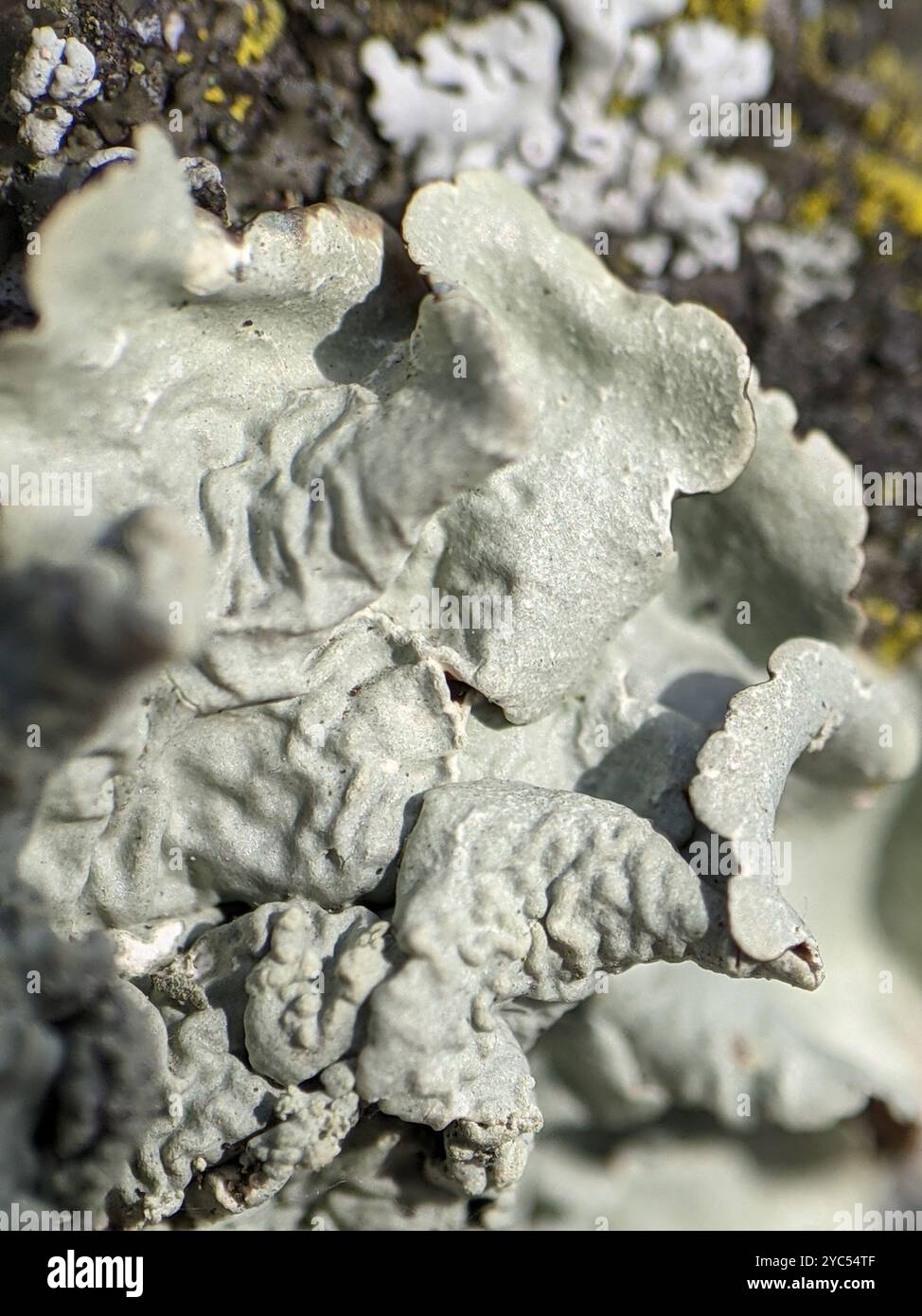 common greenshield lichen (Flavoparmelia caperata) Fungi Stock Photo ...