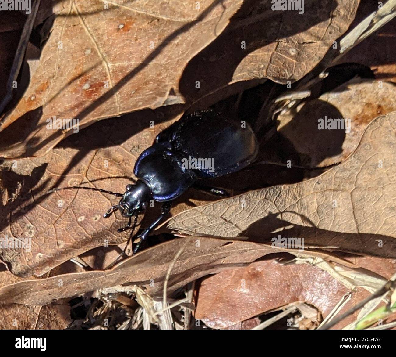 (Carabus finitimus) Insecta Stock Photo - Alamy