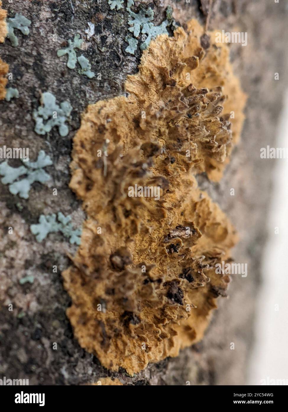 brown-toothed crust fungus (Hydnoporia olivacea) Fungi Stock Photo - Alamy