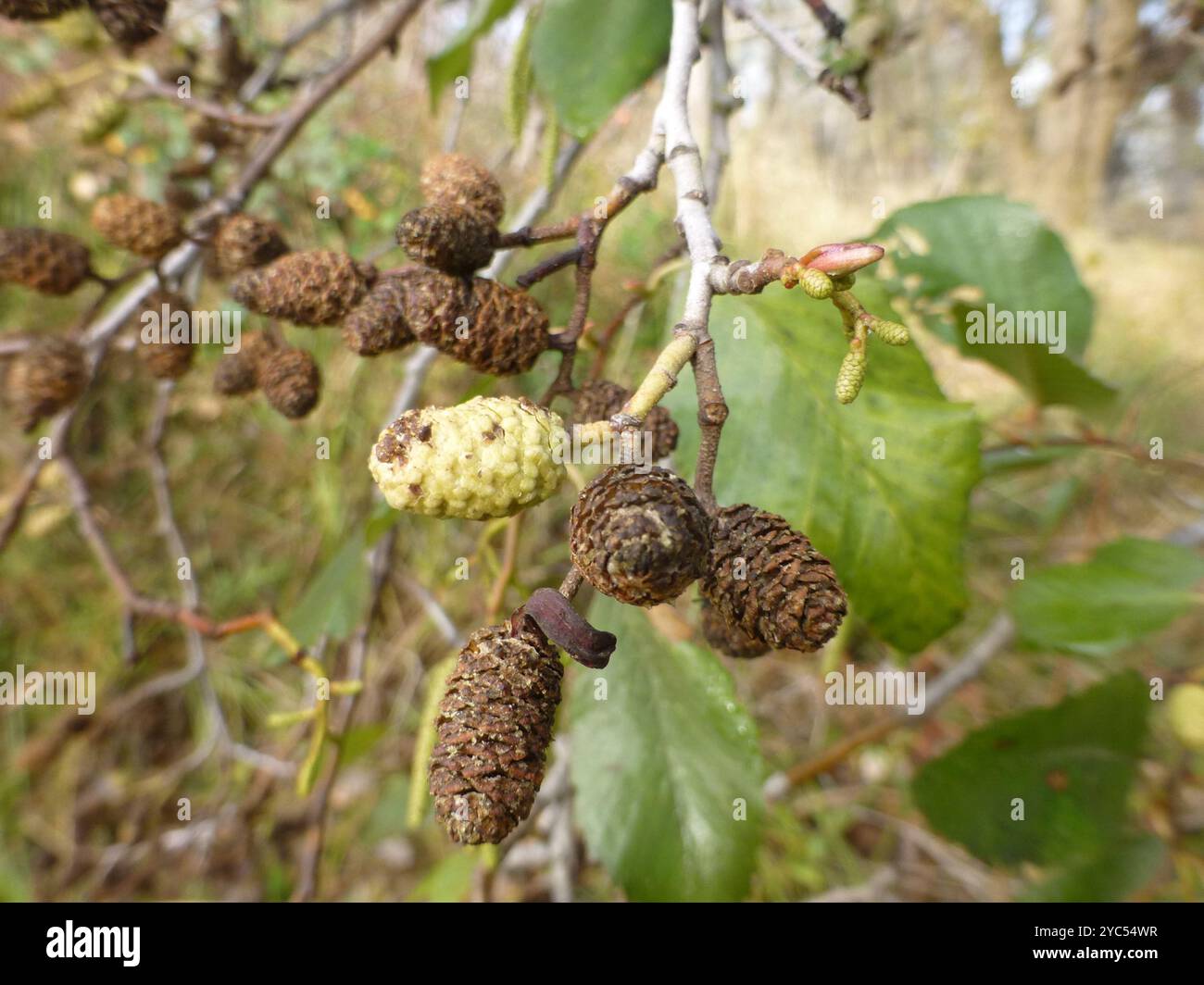 white alder (Alnus rhombifolia) Plantae Stock Photo - Alamy