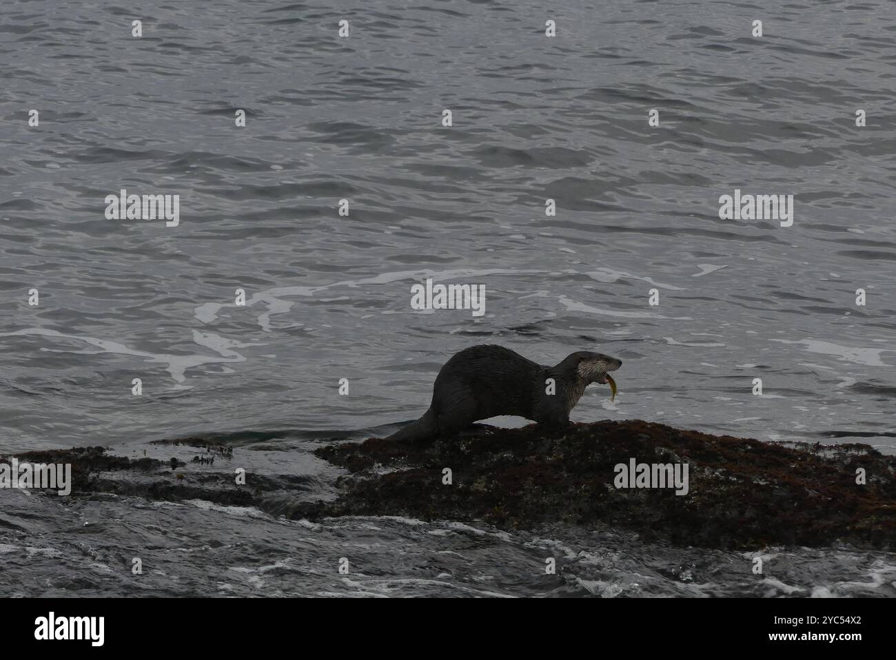 North American River Otter (Lontra canadensis) Mammalia Stock Photo - Alamy
