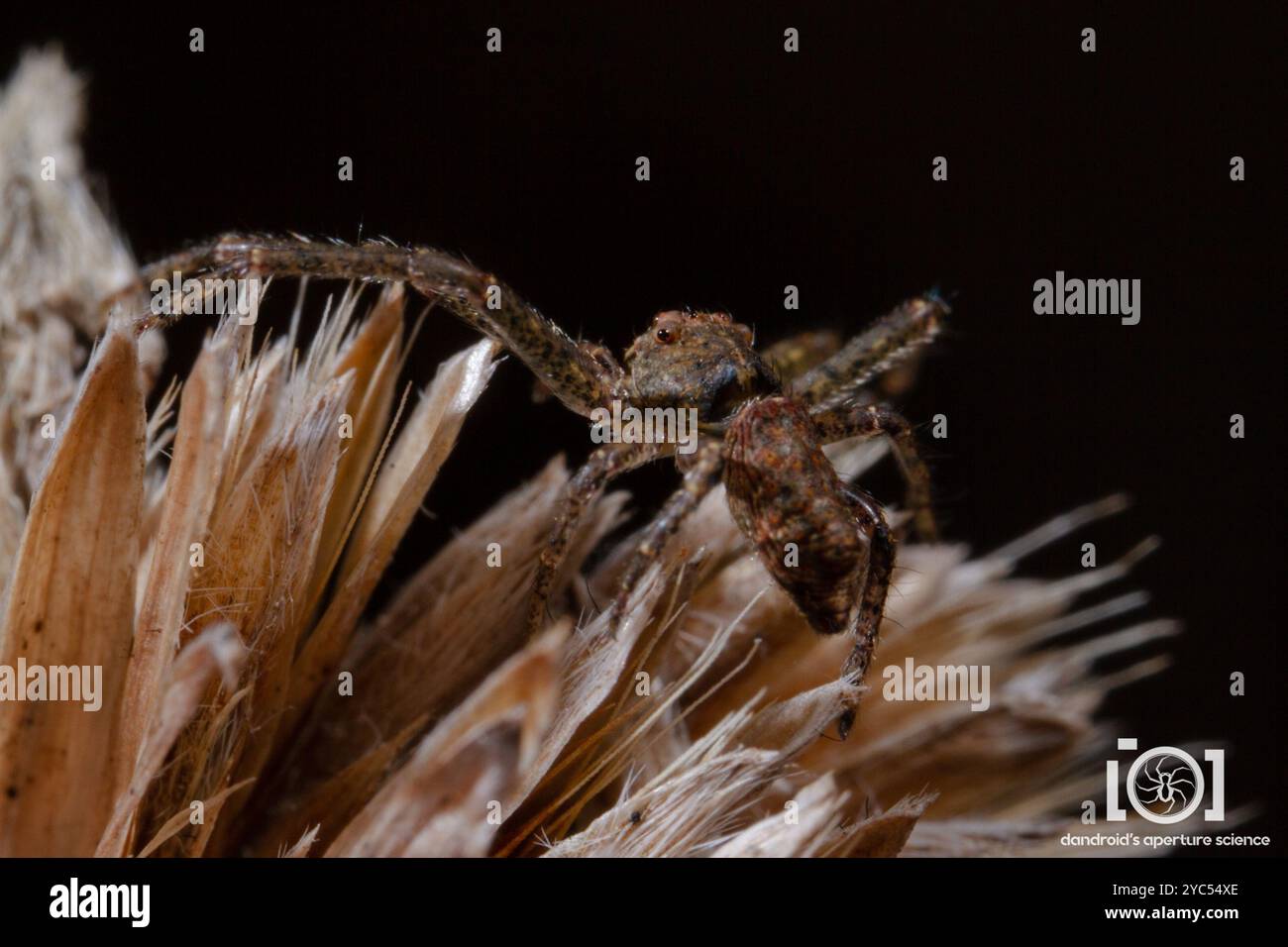 Octopus Spiders (Tmarus) Arachnida Stock Photo - Alamy