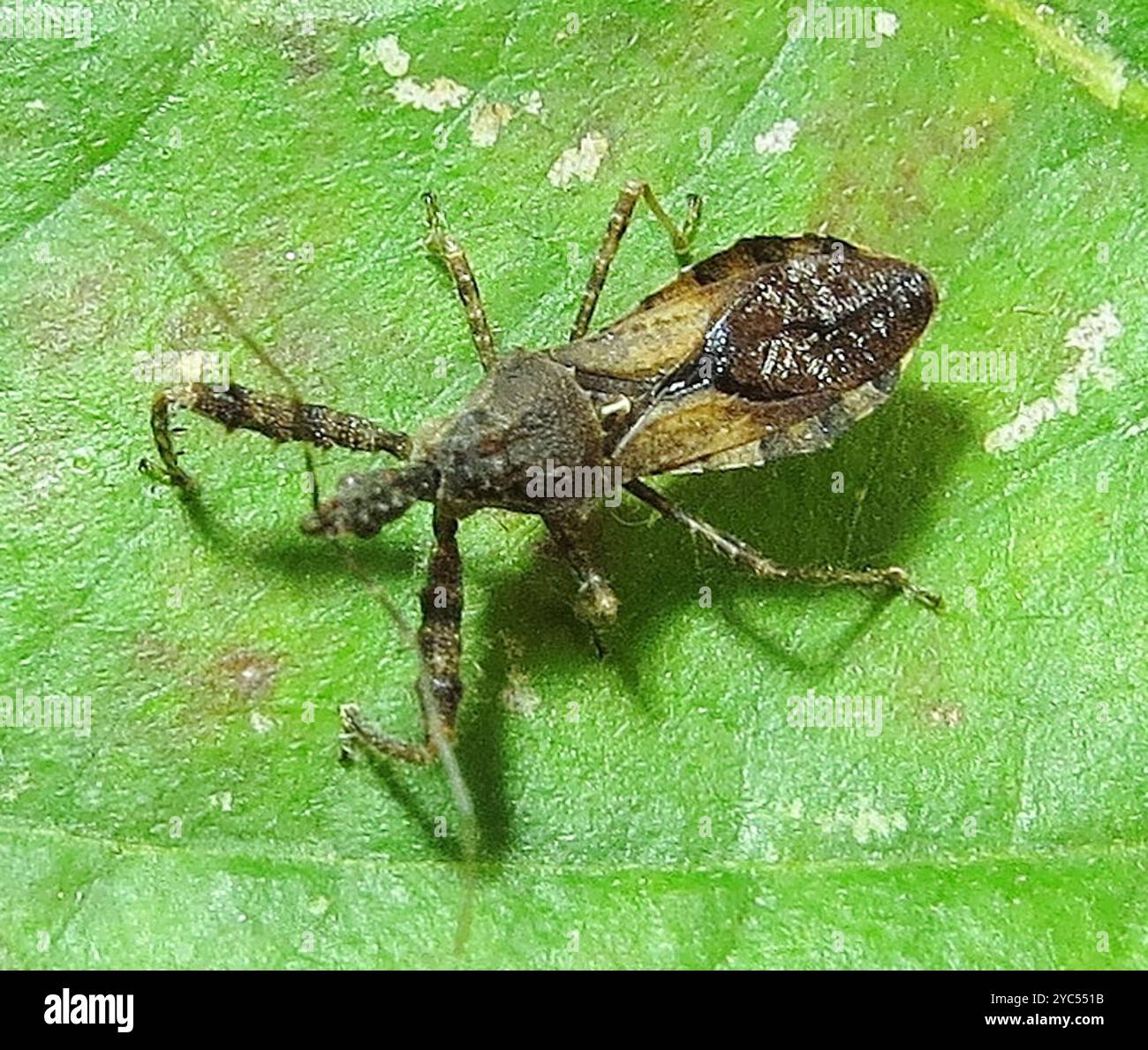 Sinea spinipes hi-res stock photography and images - Alamy