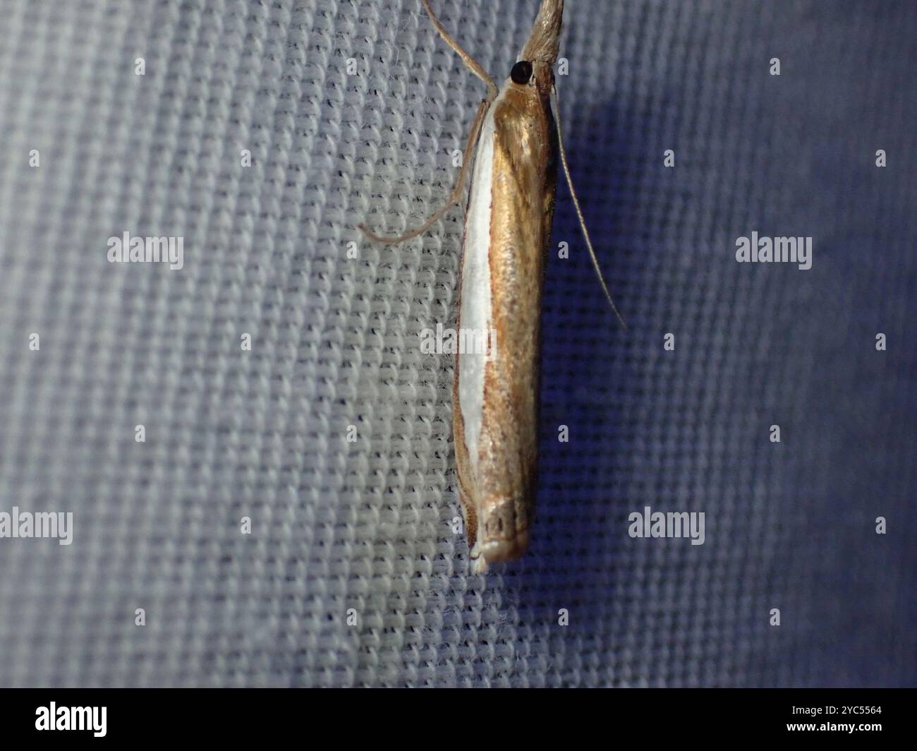 Leach's Grass-veneer (Crambus leachellus) Insecta Stock Photo - Alamy