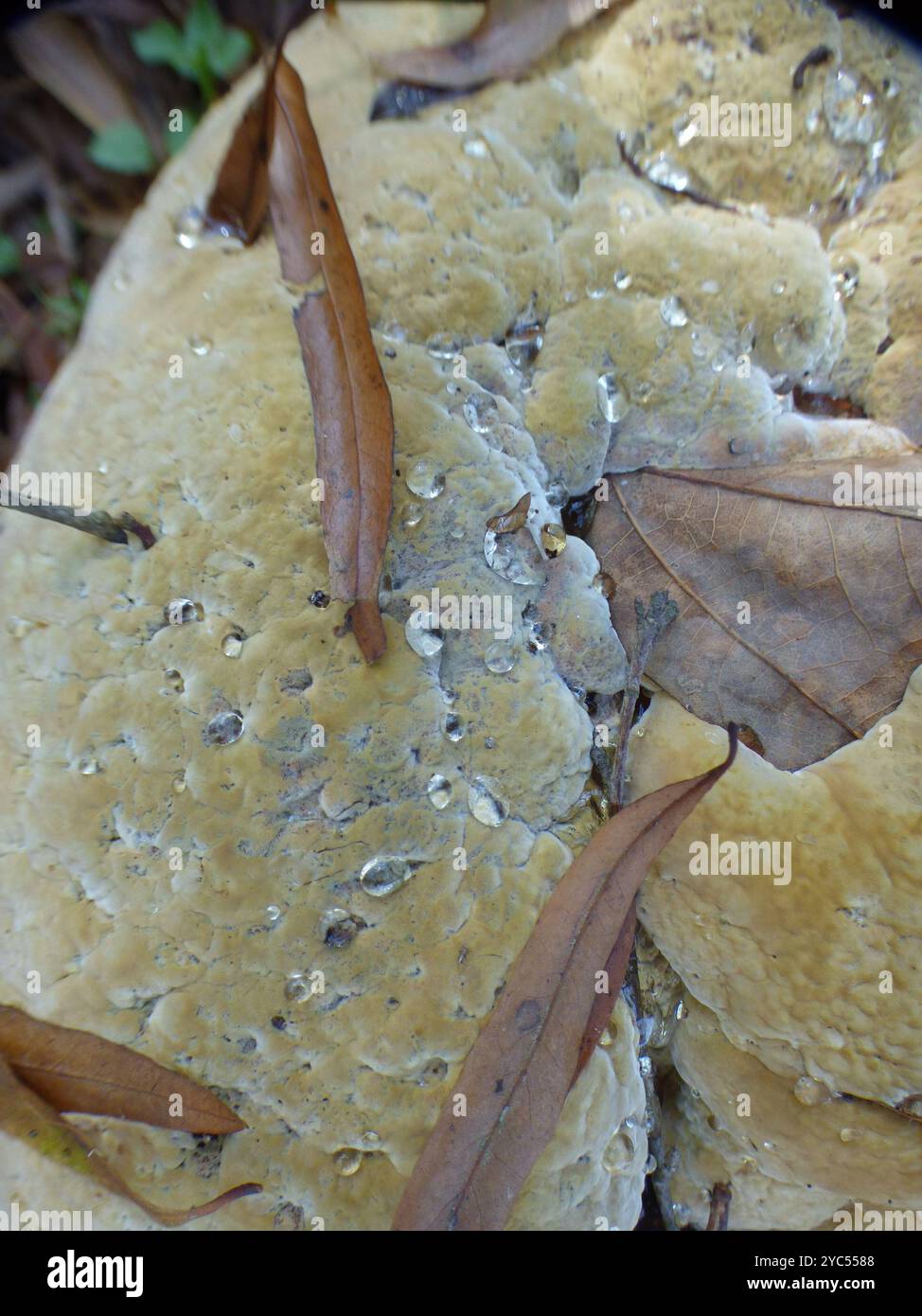 oak bracket (Pseudoinonotus dryadeus) Fungi Stock Photo - Alamy