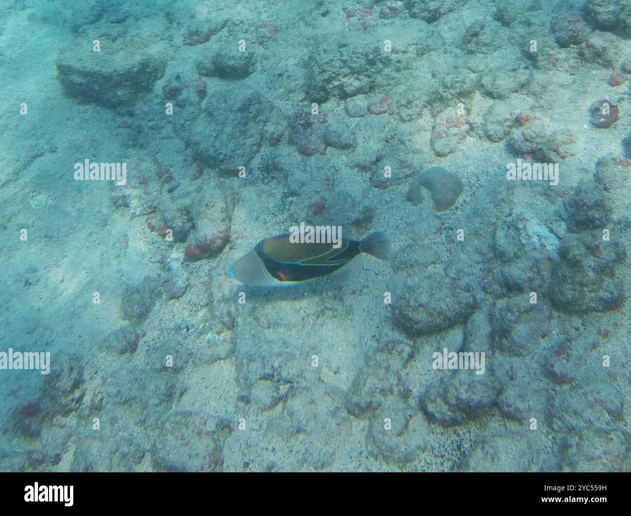 Wedgetail Triggerfish (Rhinecanthus rectangulus) Actinopterygii Stock ...