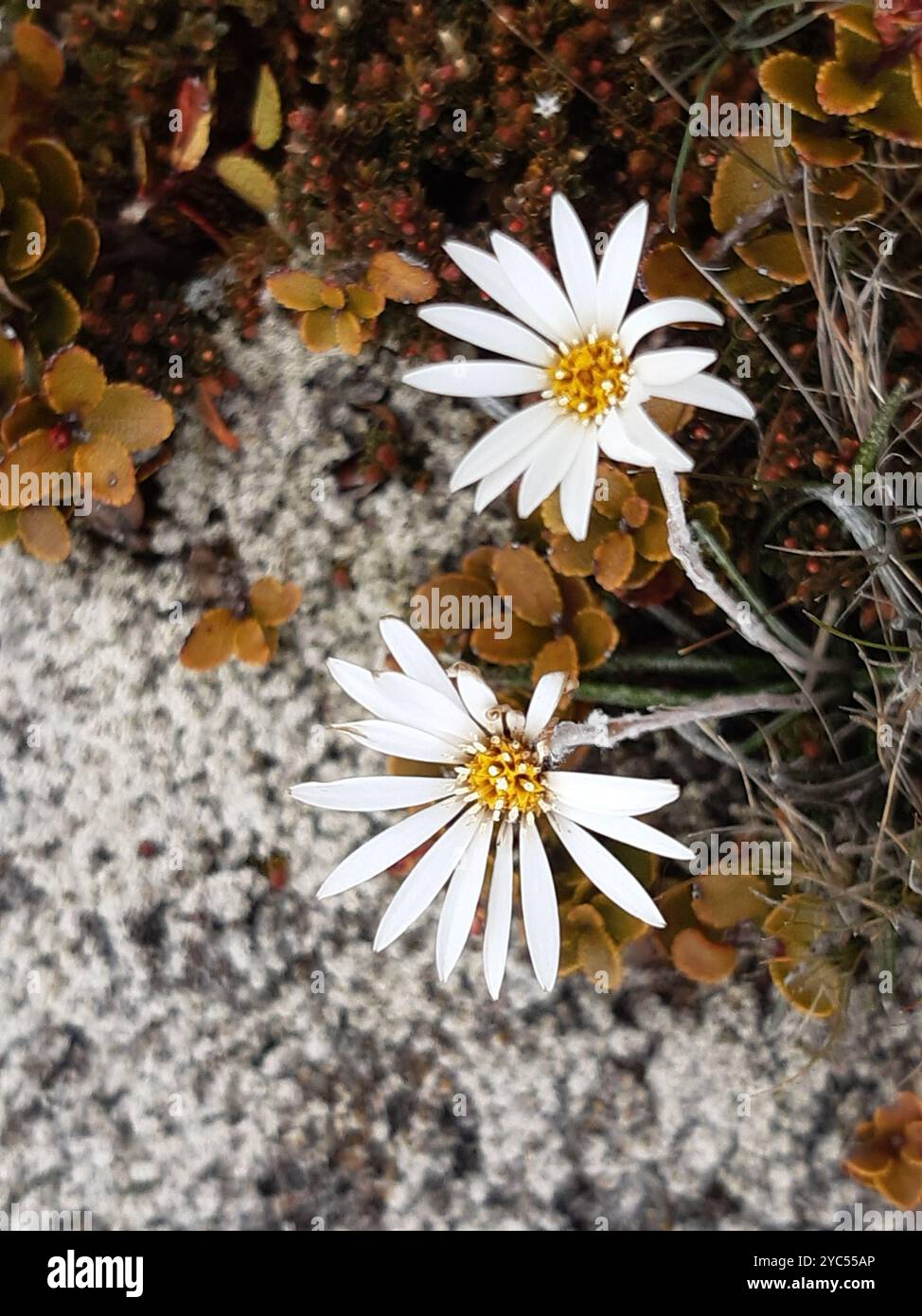 Common Mountain Daisy (Celmisia gracilenta) Plantae Stock Photo - Alamy