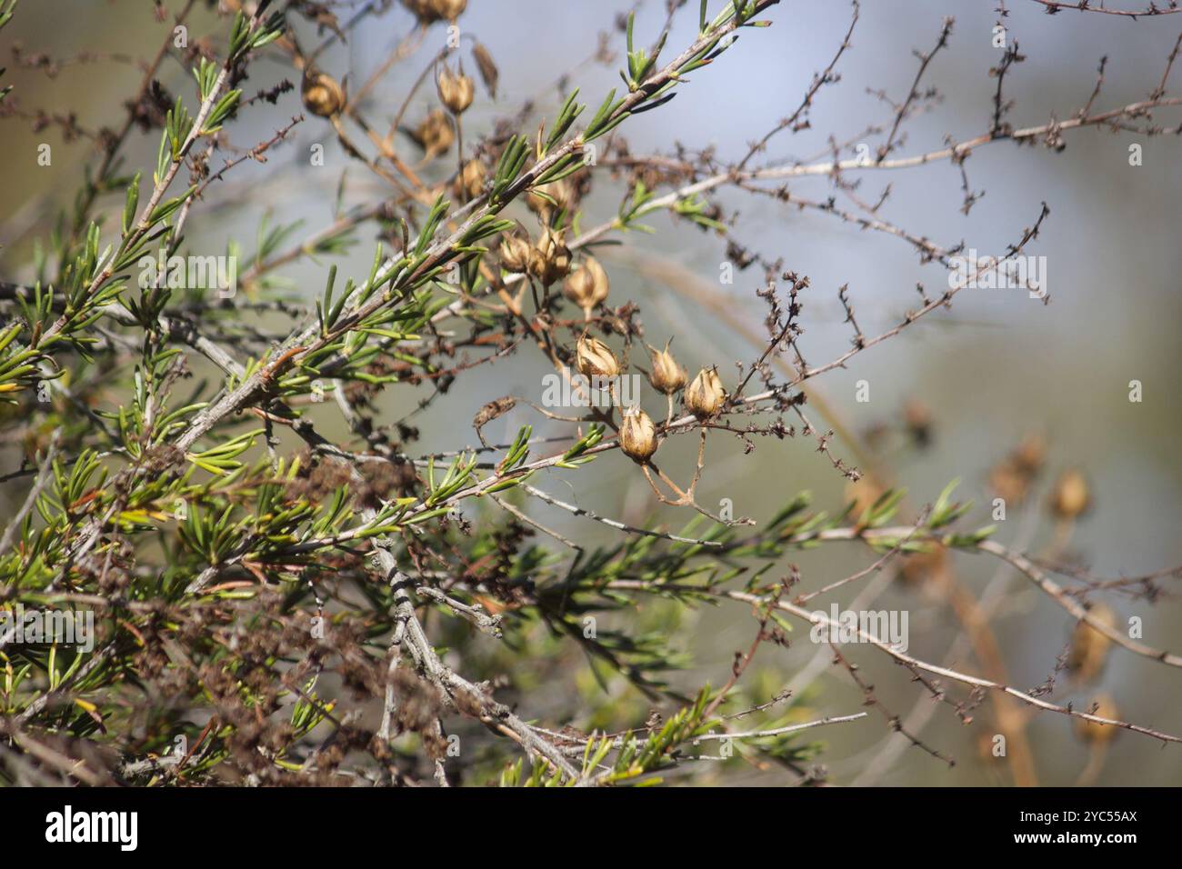 chamise (Adenostoma fasciculatum) Plantae Stock Photo - Alamy
