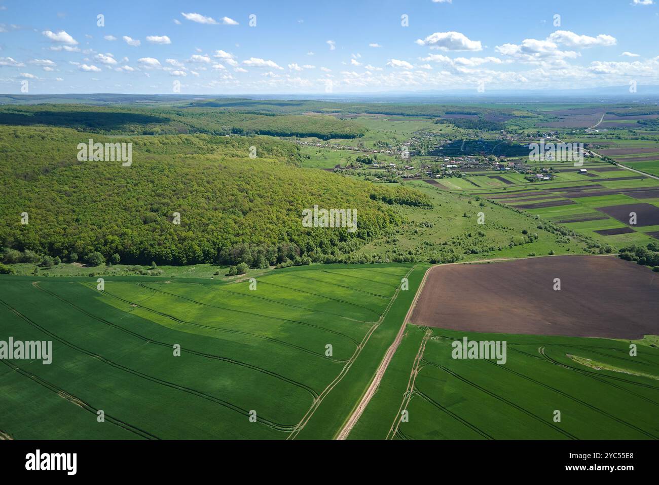Agricultural cultivated field in summer season with growing crops ...