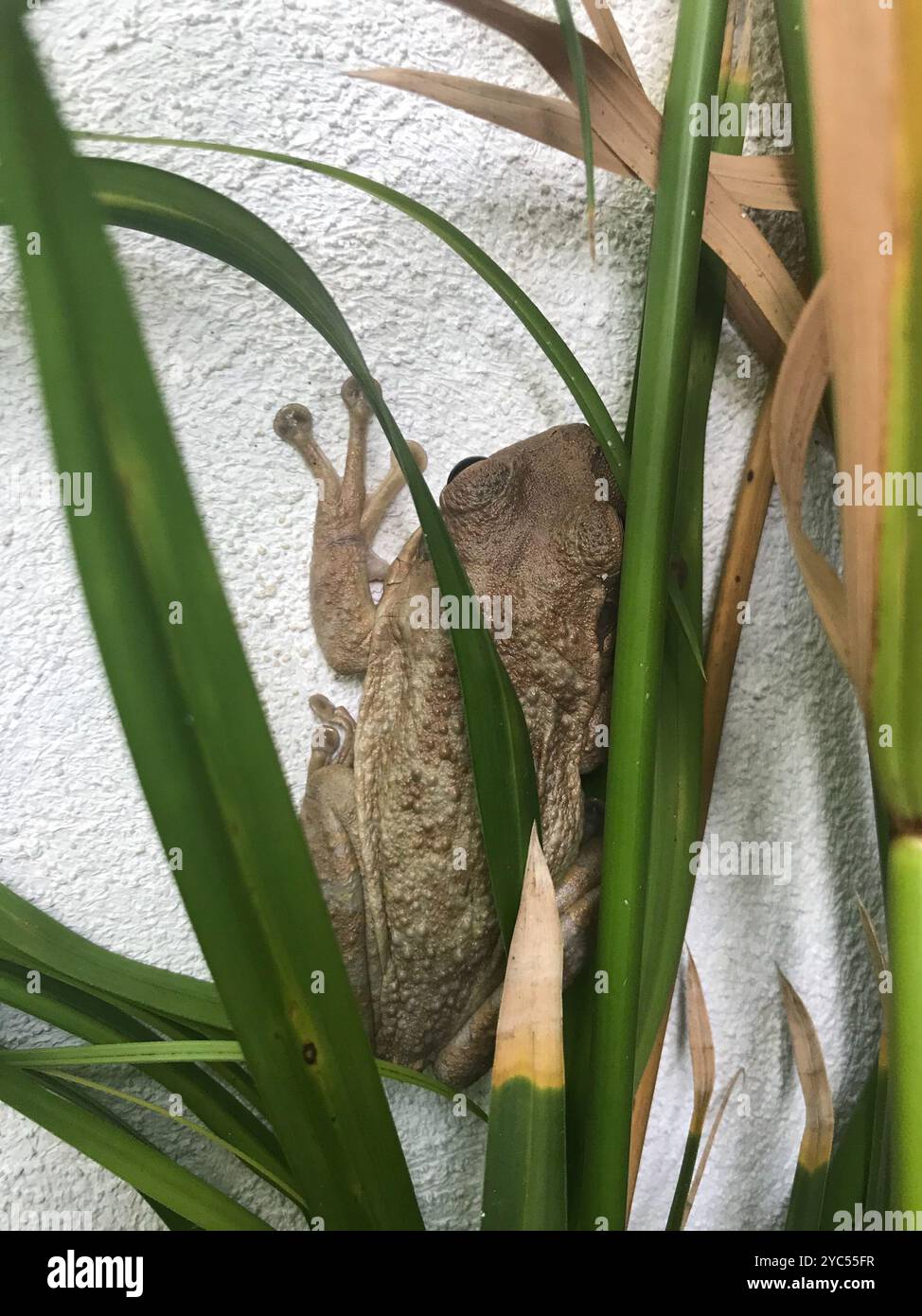 Cuban Tree Frog (Osteopilus septentrionalis) Amphibia Stock Photo - Alamy