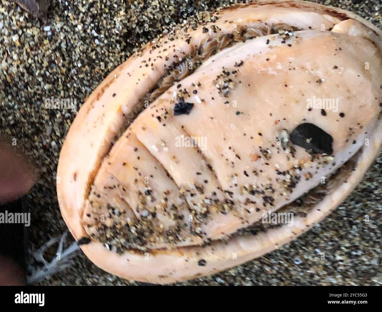 Gumboot Chiton (Cryptochiton stelleri) Mollusca Stock Photo - Alamy