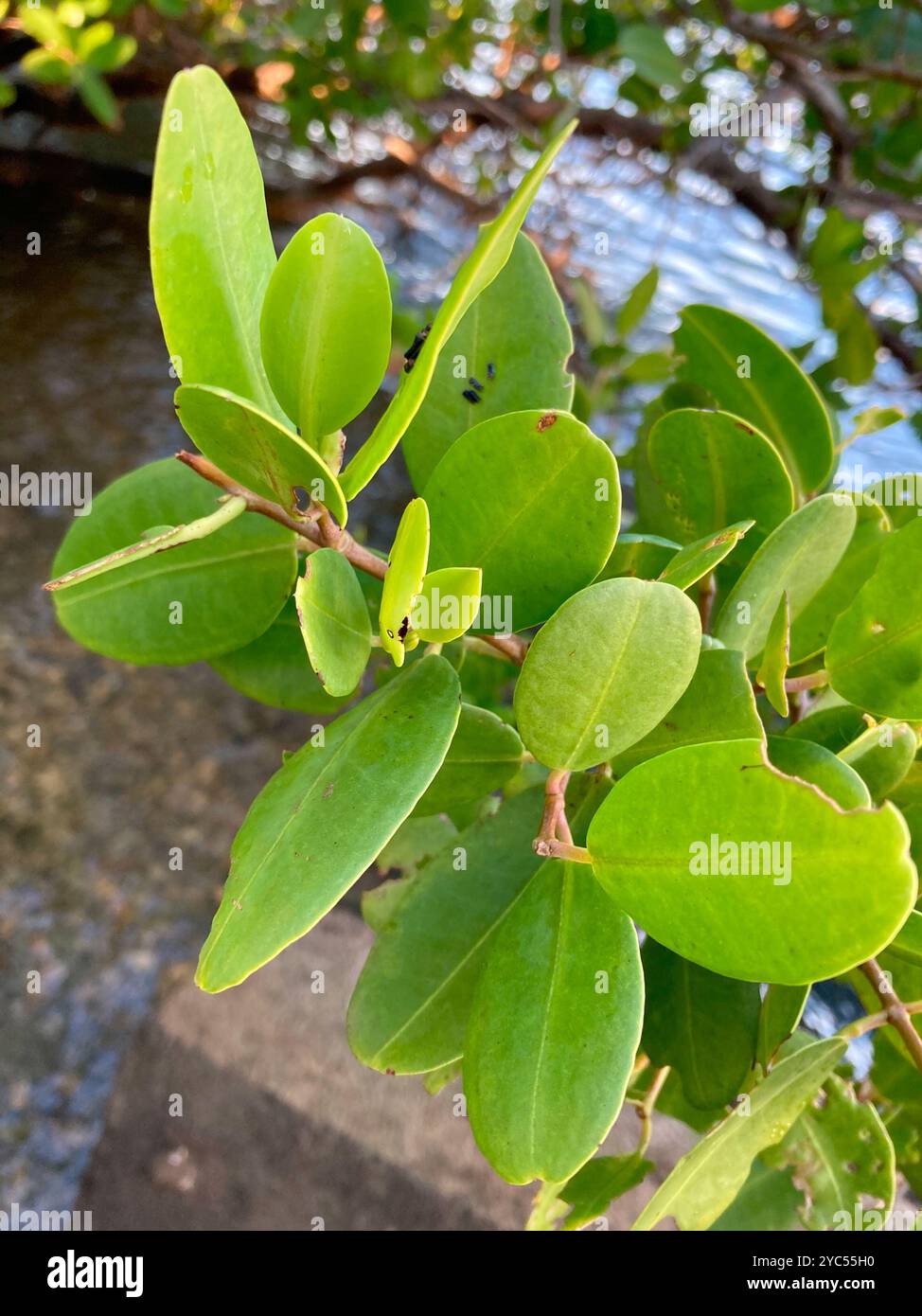 White Mangrove (Laguncularia racemosa) Plantae Stock Photo - Alamy