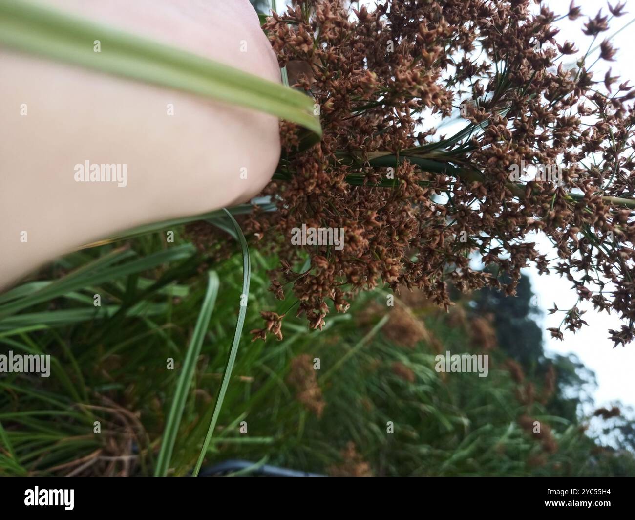 Leafy Twig-rush (Cladium procerum) Plantae Stock Photo - Alamy