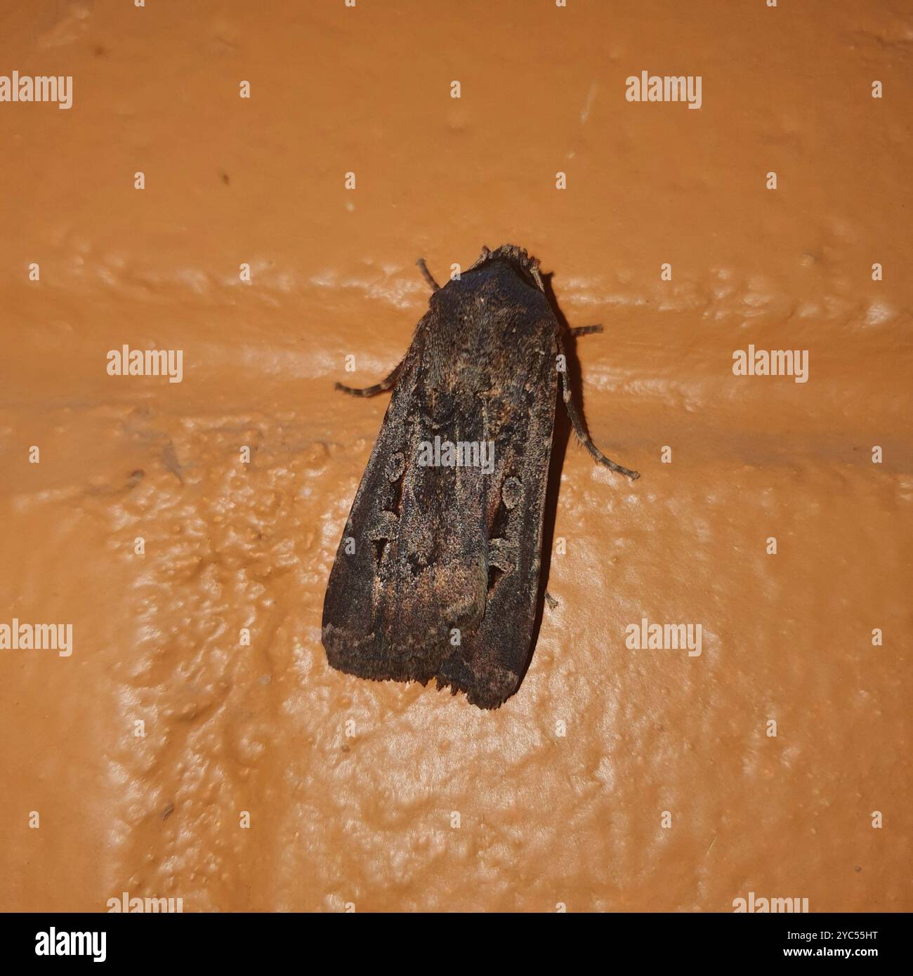 Bogong moth hi-res stock photography and images - Alamy