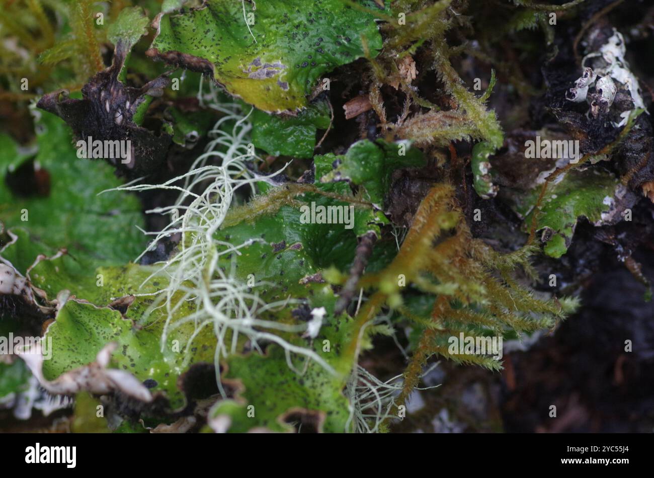 freckled pelt lichen (Peltigera aphthosa) Fungi Stock Photo - Alamy