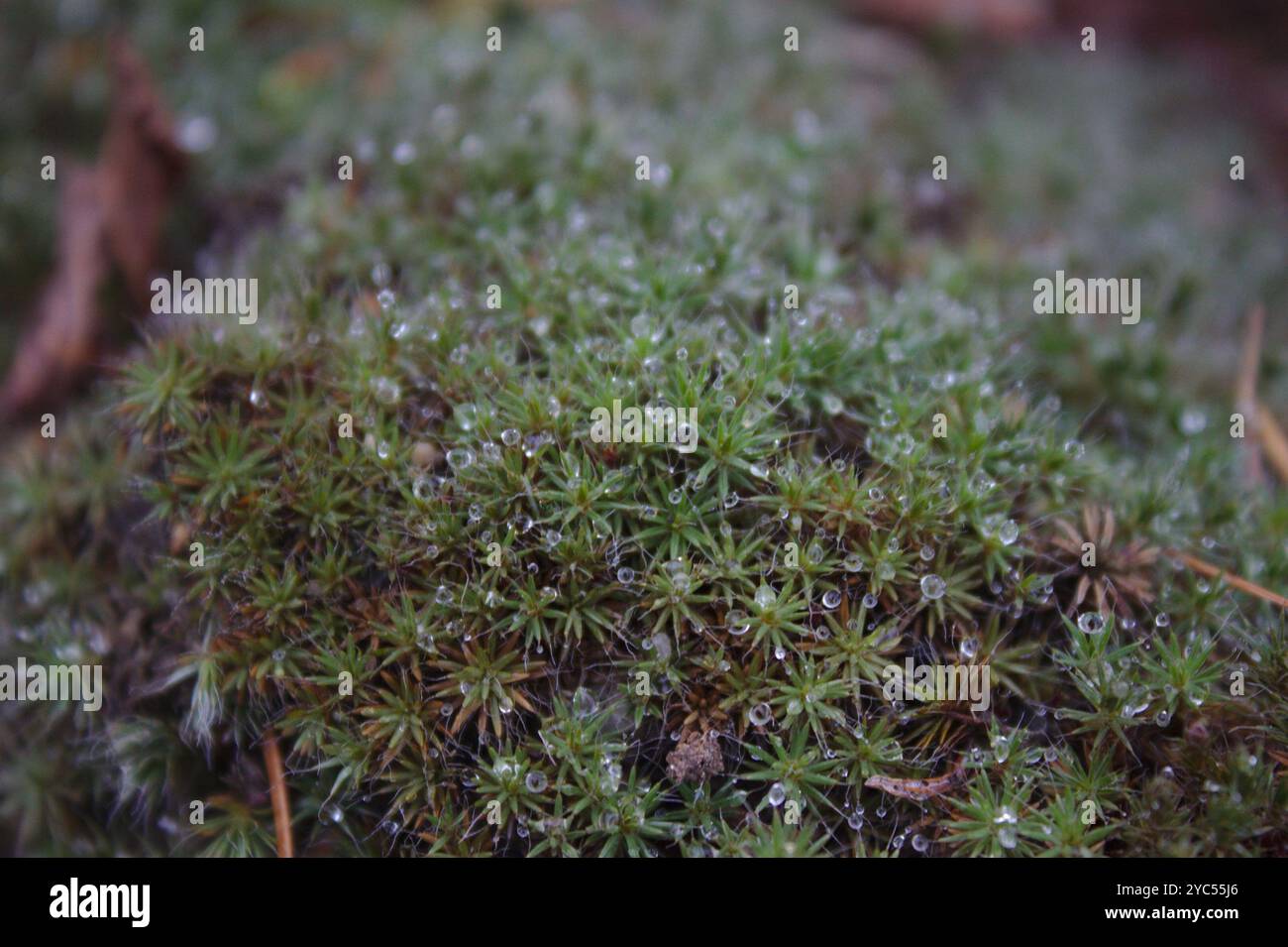 bristly haircap moss (Polytrichum piliferum) Plantae Stock Photo - Alamy