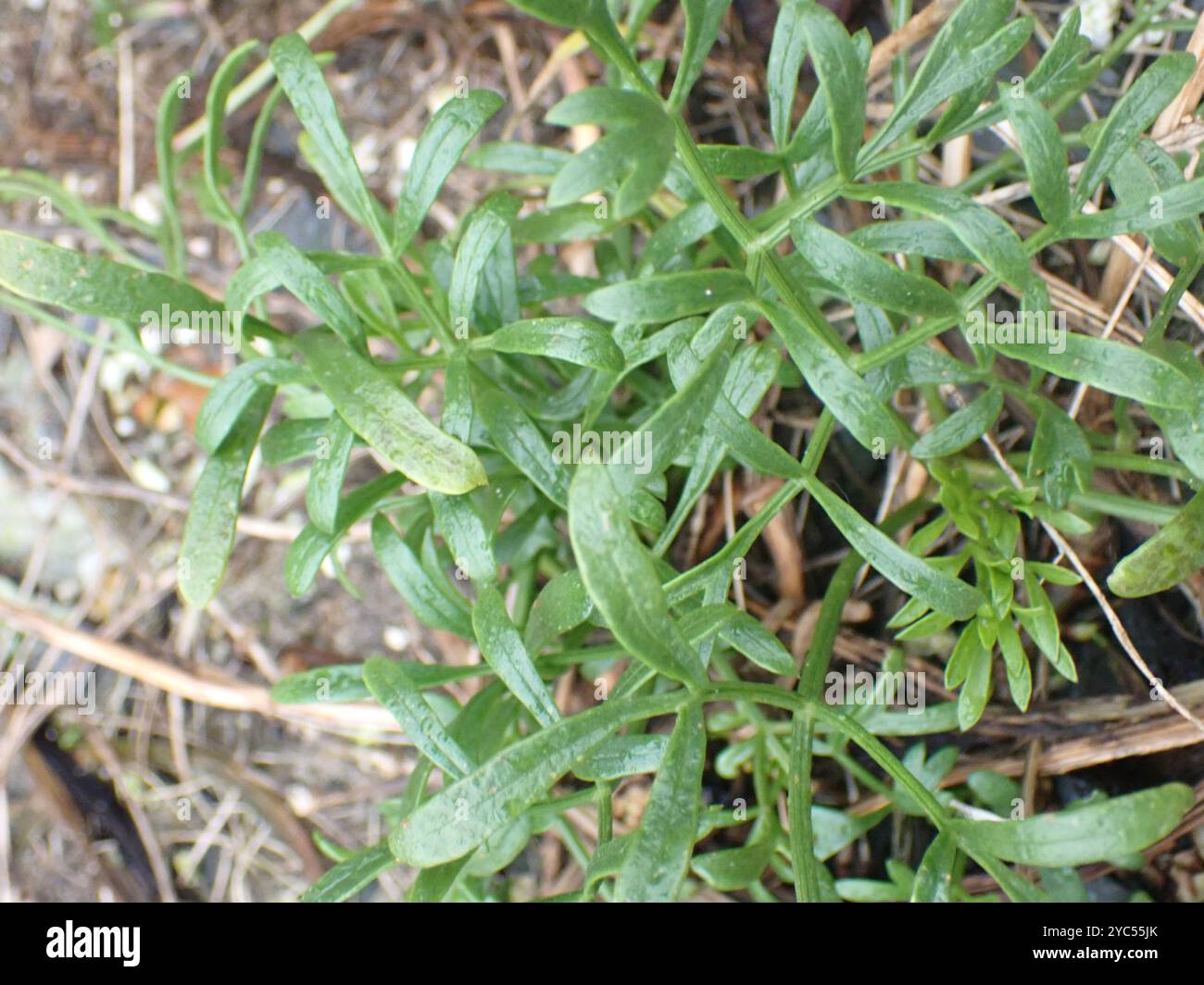 rock samphire (Crithmum maritimum) Plantae Stock Photo - Alamy