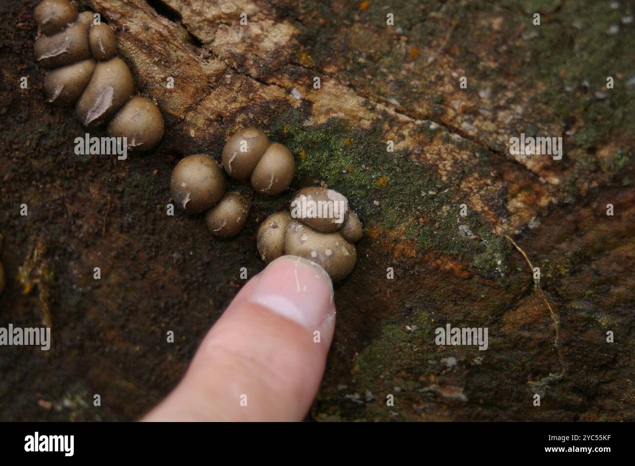 Wolf's Milk (Lycogala epidendrum) Protozoa Stock Photo - Alamy