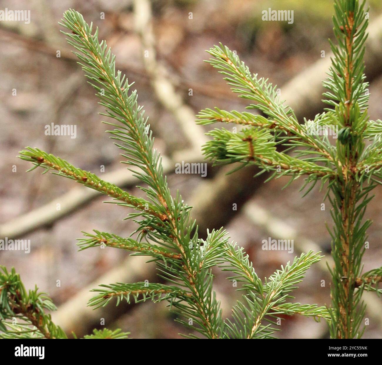 red spruce (Picea rubens) Plantae Stock Photo - Alamy