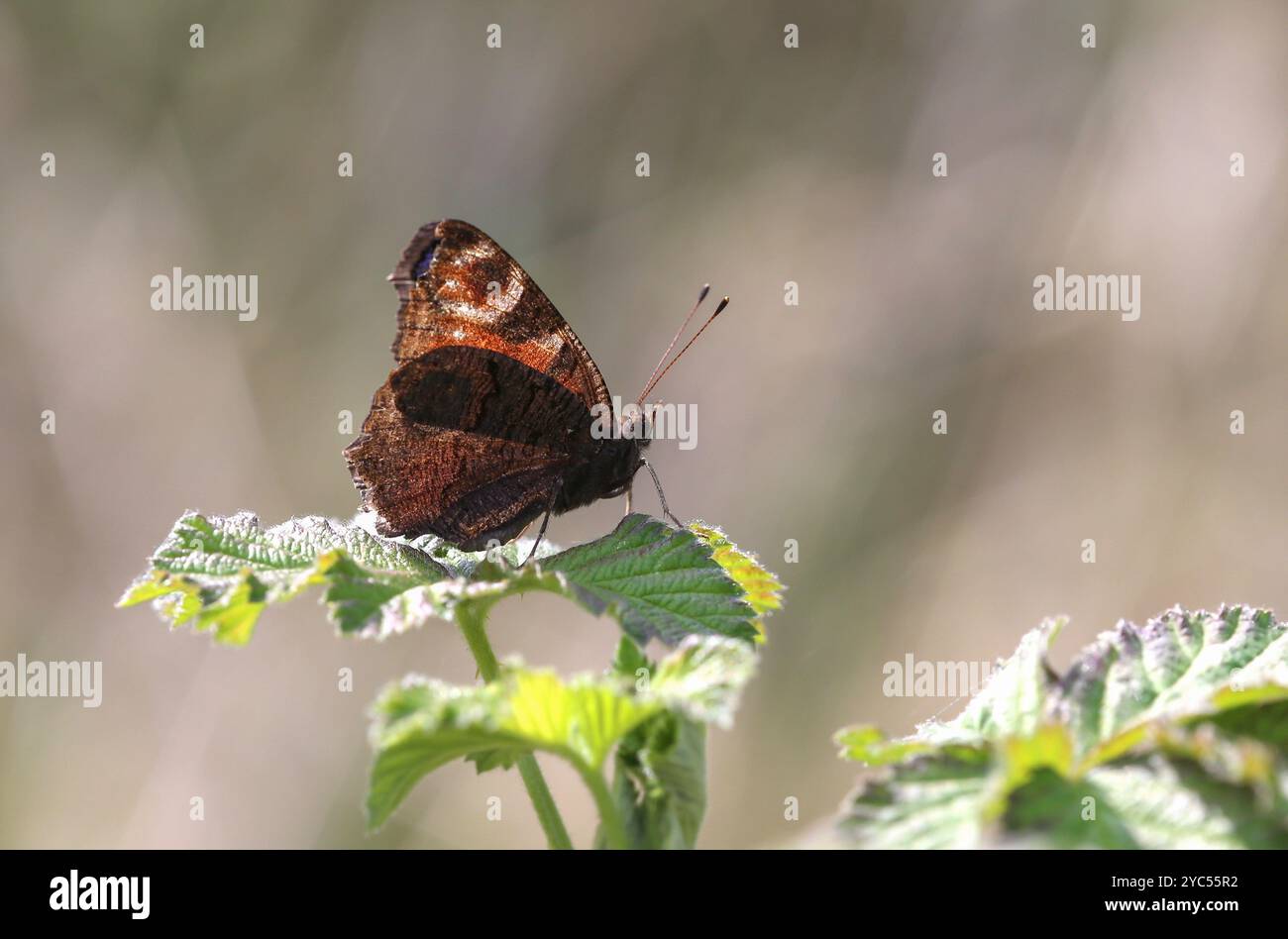 Peacock Butterfly male - Aglais io Stock Photo - Alamy