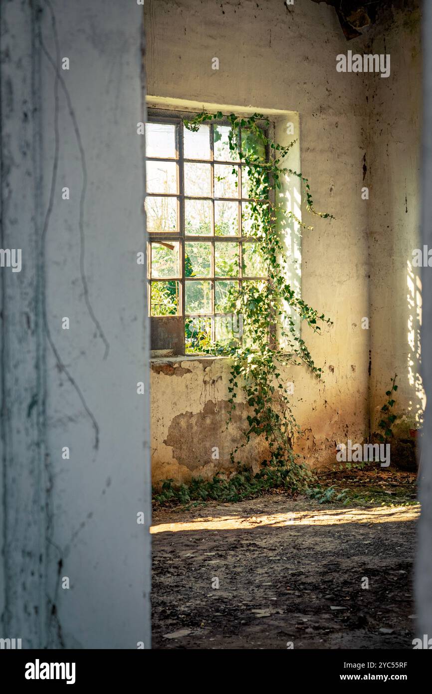 abandoned building window with sun rays and ivy Stock Photo - Alamy