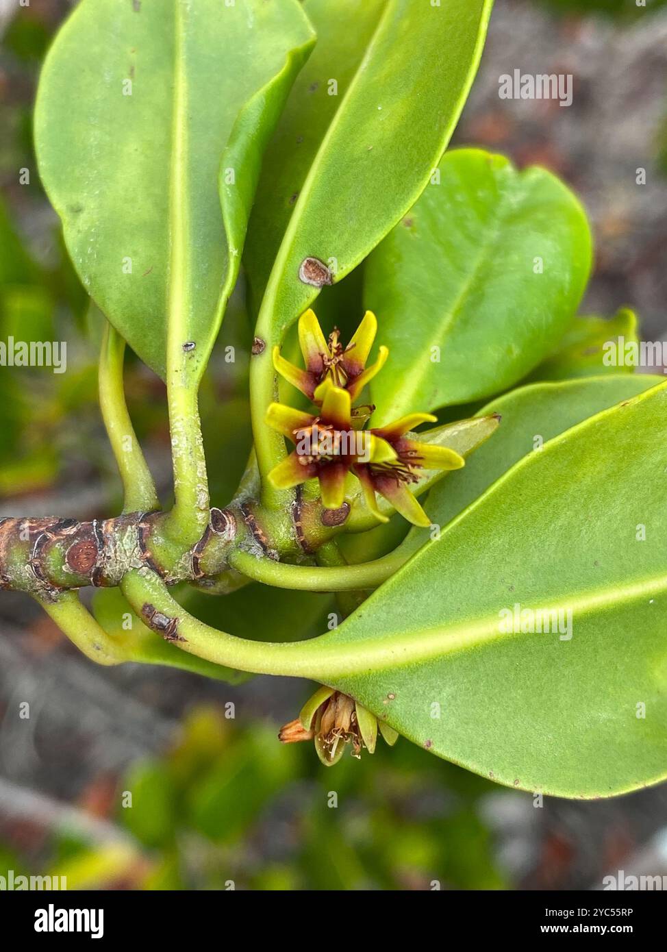 yellow mangroves (Ceriops) Plantae Stock Photo - Alamy