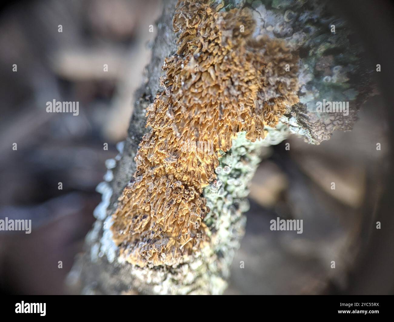 brown-toothed crust fungus (Hydnoporia olivacea) Fungi Stock Photo - Alamy