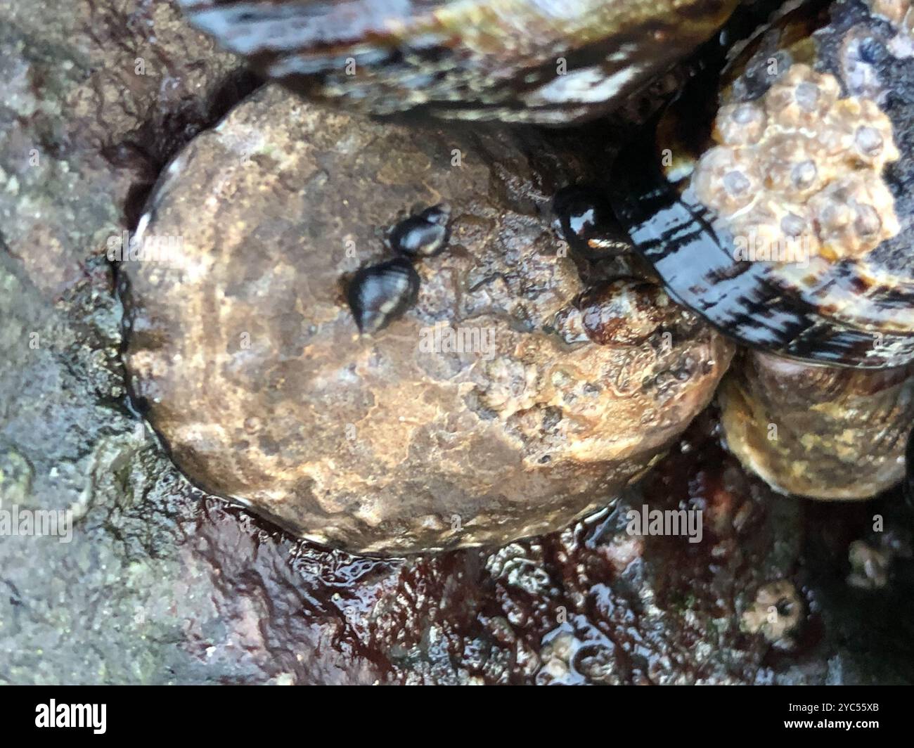 Owl Limpet (Lottia gigantea) Mollusca Stock Photo - Alamy